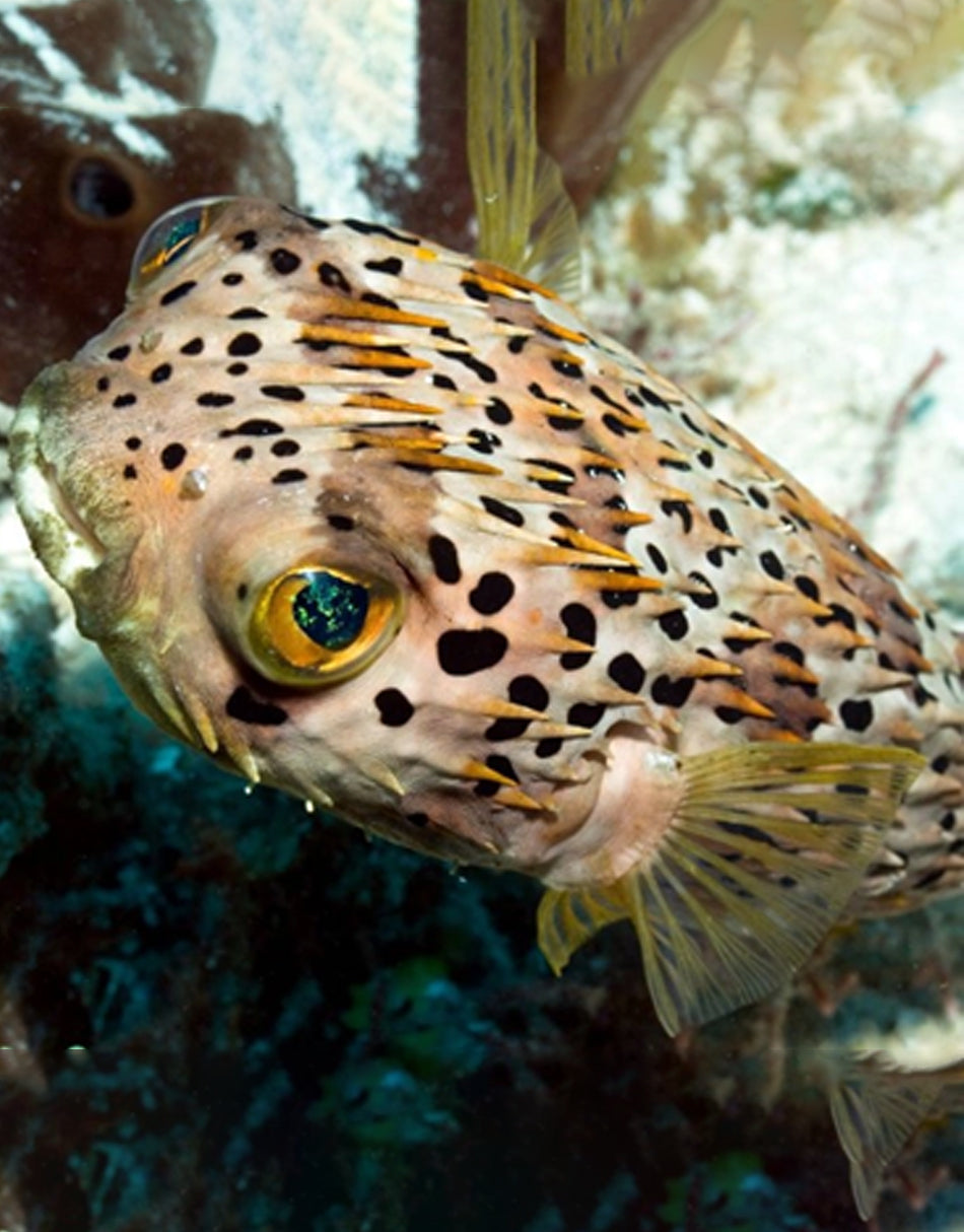 Pufferfish – JK-Fish