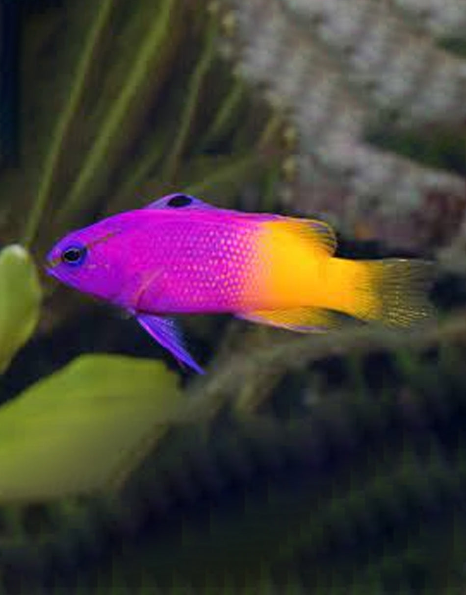 Basslets – JK-Fish