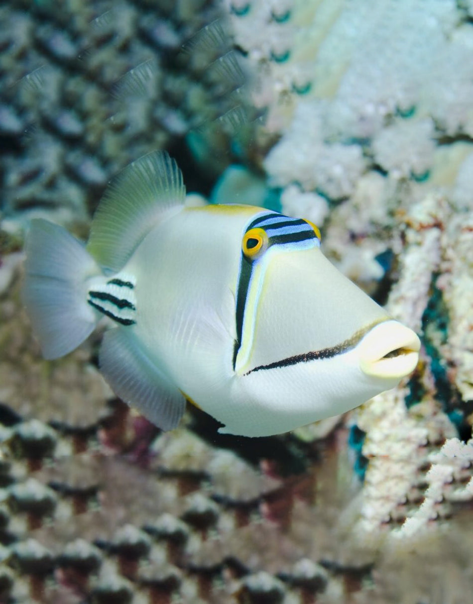 Assassi Triggerfish – JK-Fish