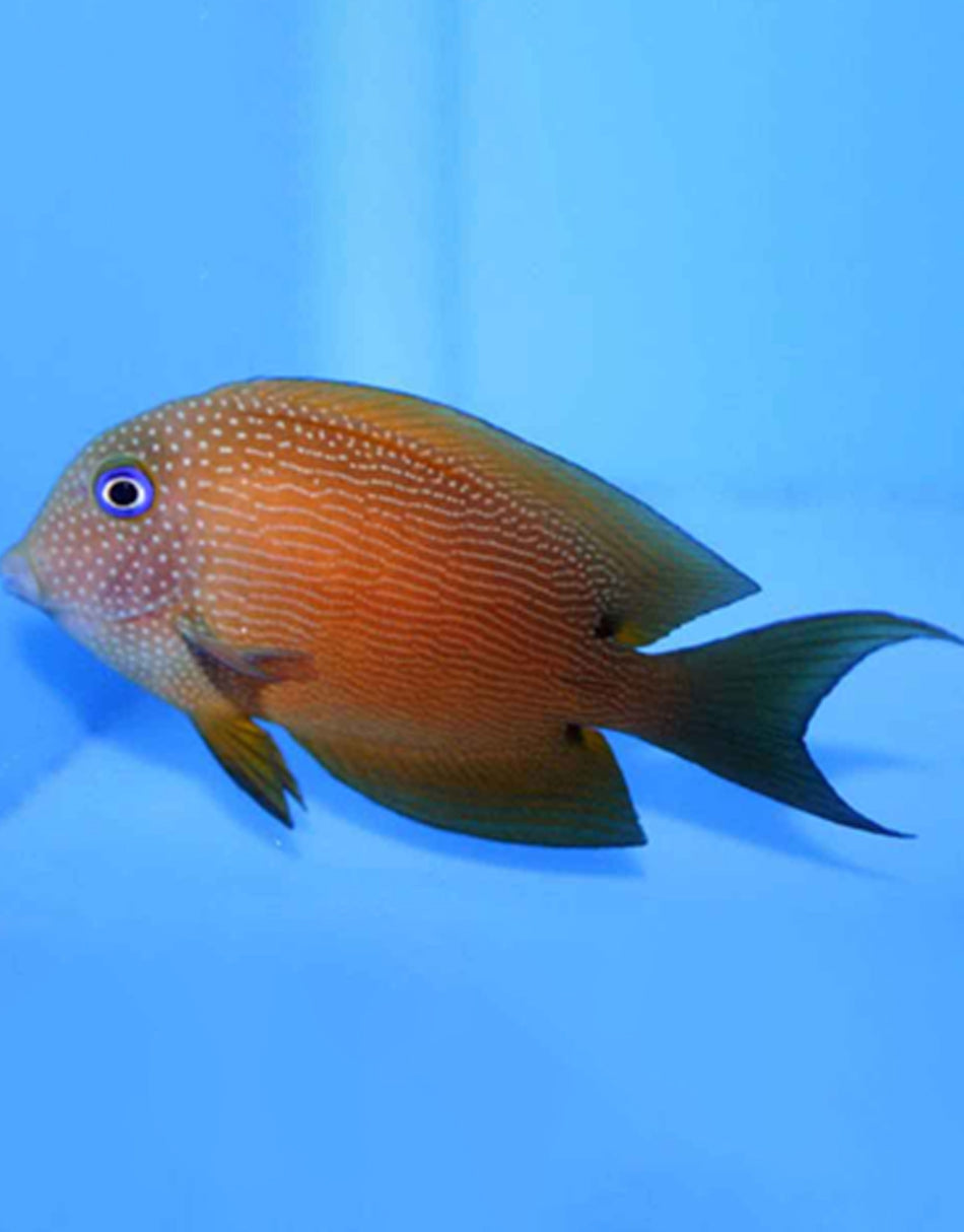 Blue Eyed Bristletooth Tang – JK-Fish