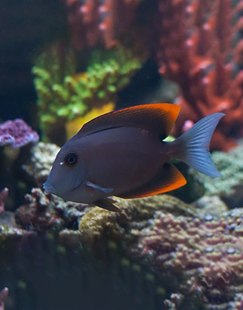 Bristletooth Tomini Tang – JK-Fish