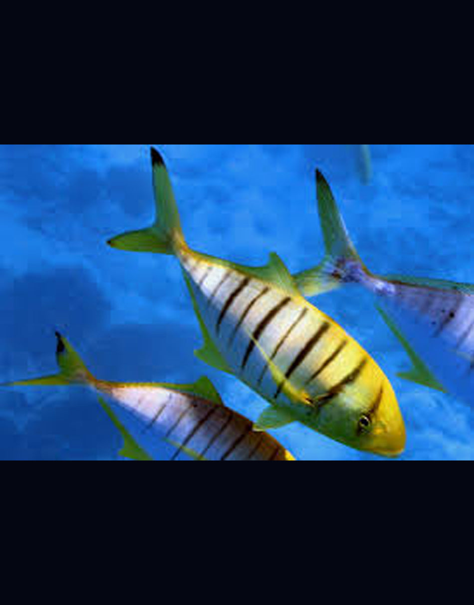 Golden Pilot Fish – JK-Fish