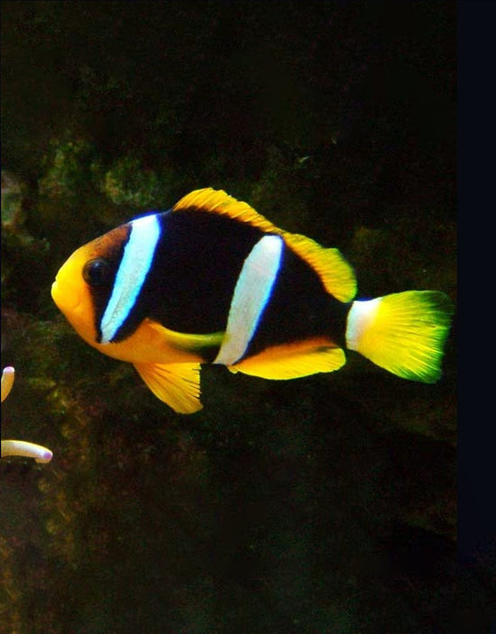 True Sebae Clown – JK-Fish
